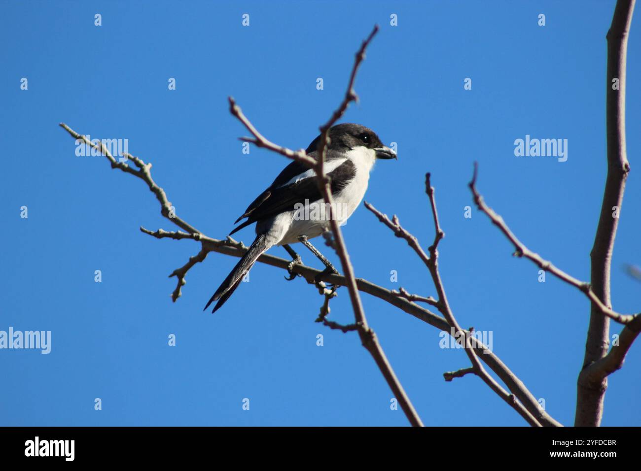 Cape Southern Fiscal (Lanius collaris collaris Stock Photo - Alamy