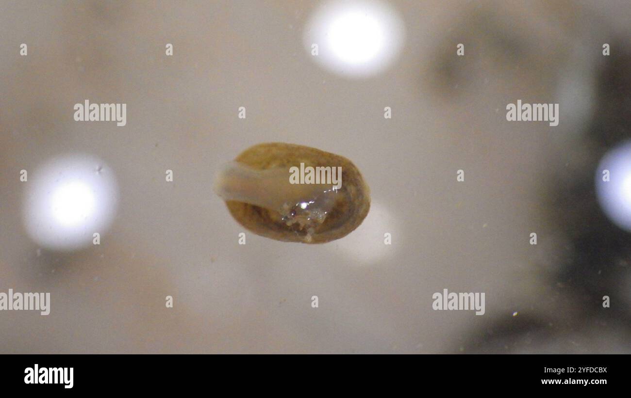 Ancylinae hi-res stock photography and images - Alamy