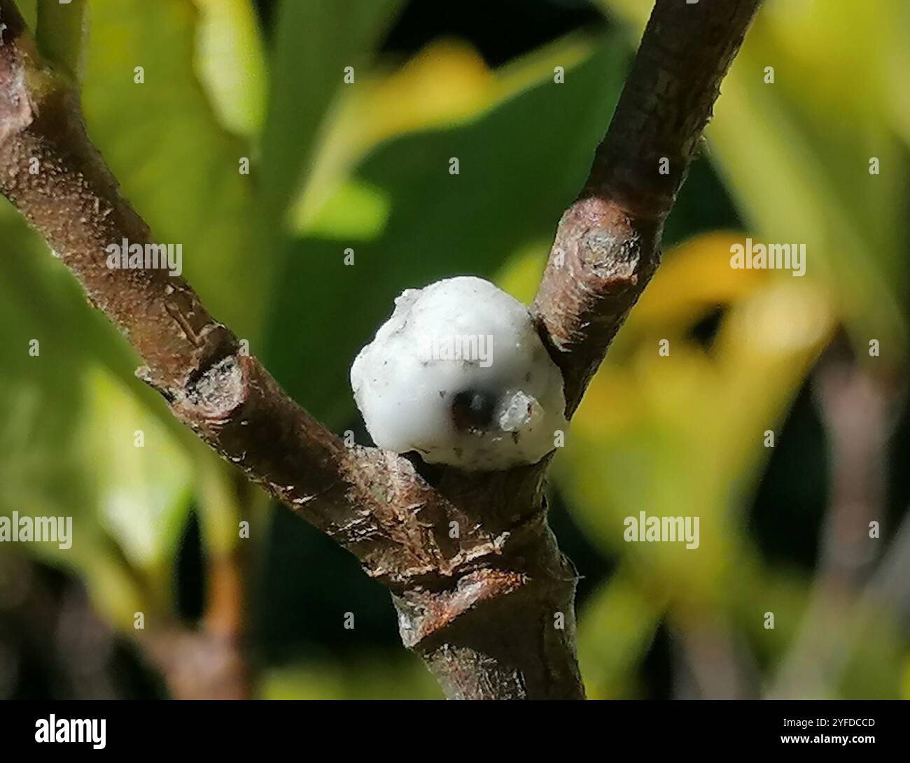 Wax Scales (Ceroplastes Stock Photo - Alamy