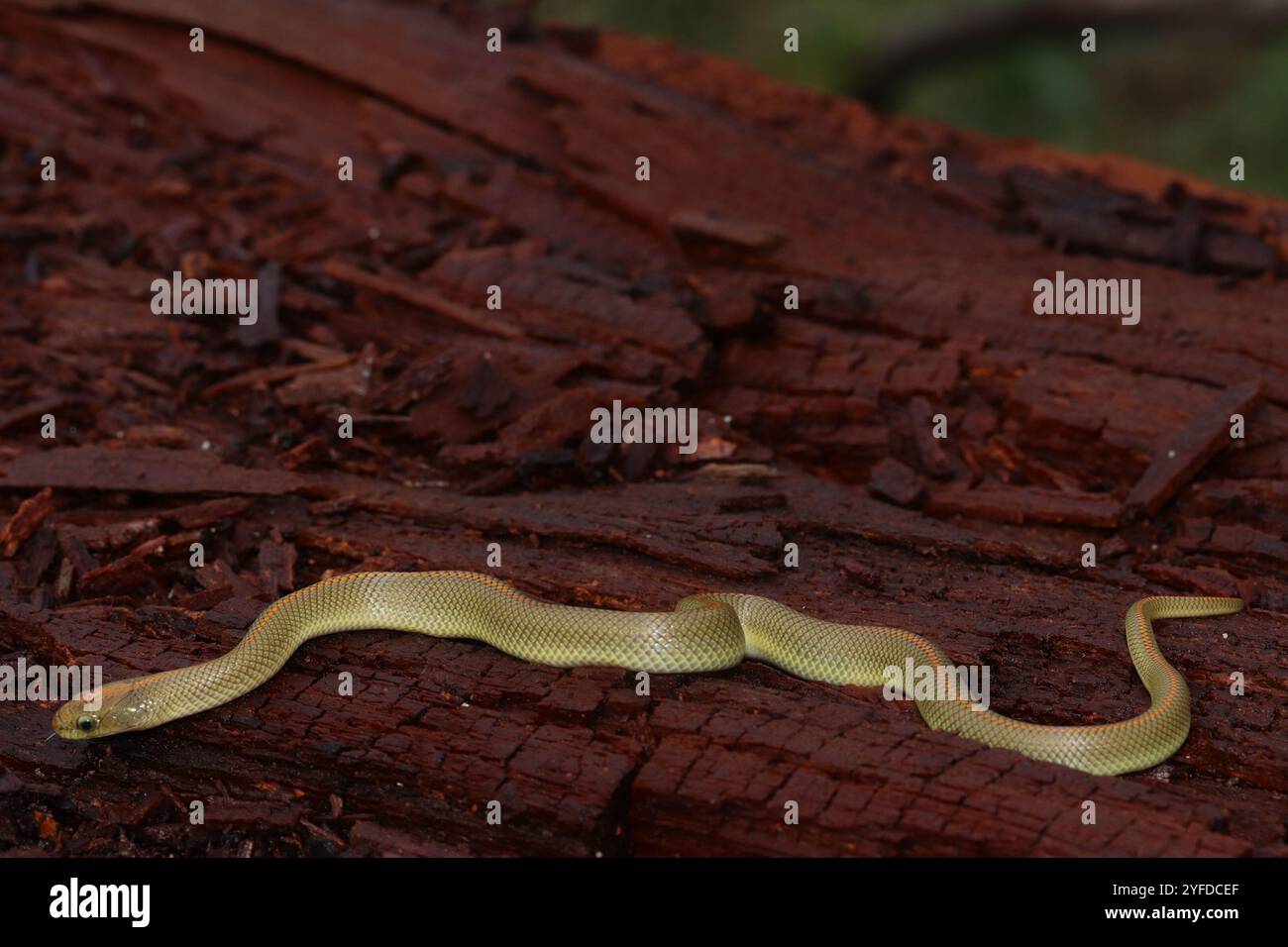 Aurora House Snake (Lamprophis aurora Stock Photo - Alamy