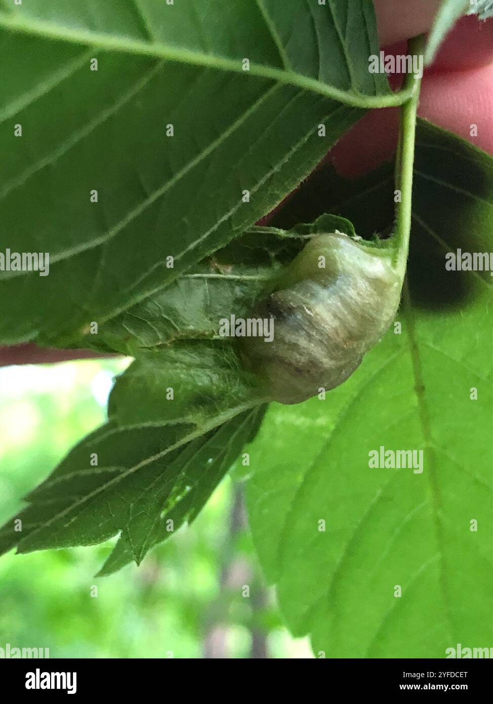 box elder gall midge (Contarinia negundinis Stock Photo - Alamy
