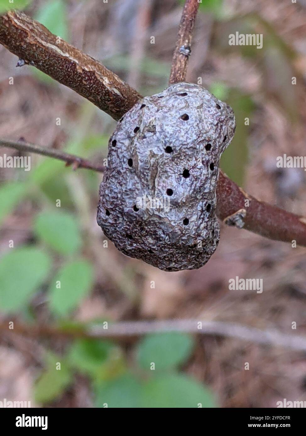 Blueberry Stem Gall Wasp (Hemadas nubilipennis Stock Photo - Alamy