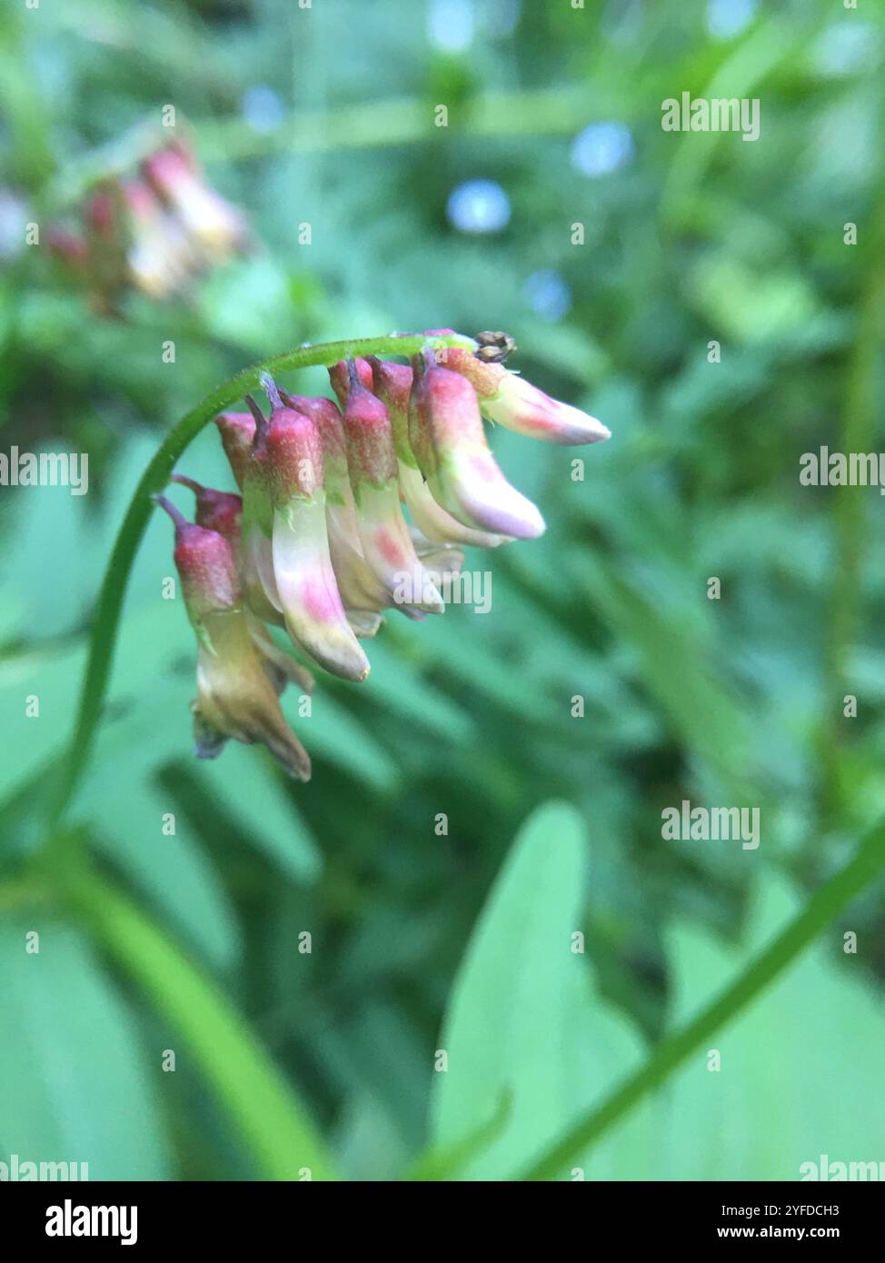 giant vetch (Vicia gigantea Stock Photo - Alamy
