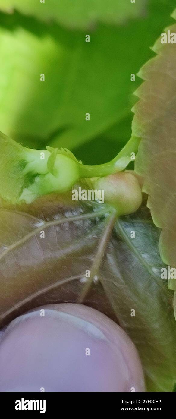 Lime Leaf-stalk Gall-midge (Contarinia tiliarum Stock Photo - Alamy