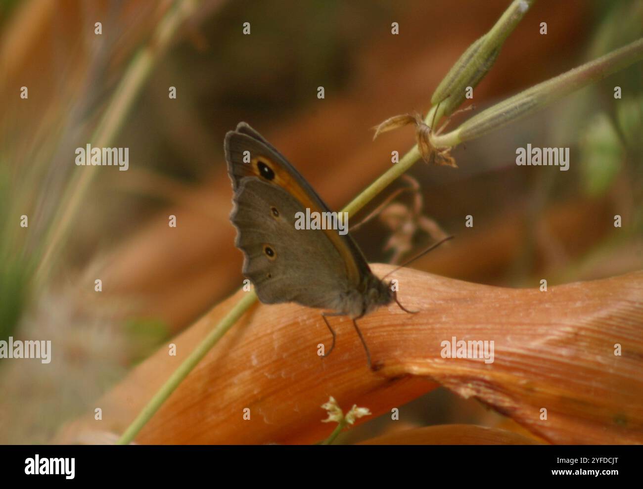 Maniola telmessia hi-res stock photography and images - Alamy