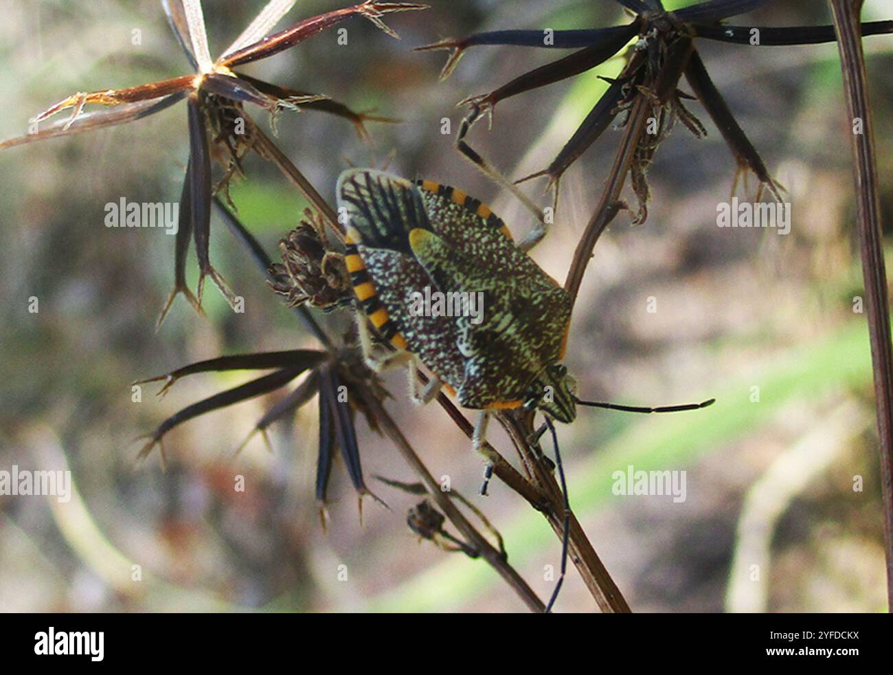 Sunflower Seed Bug (Agonoscelis versicoloratus Stock Photo - Alamy