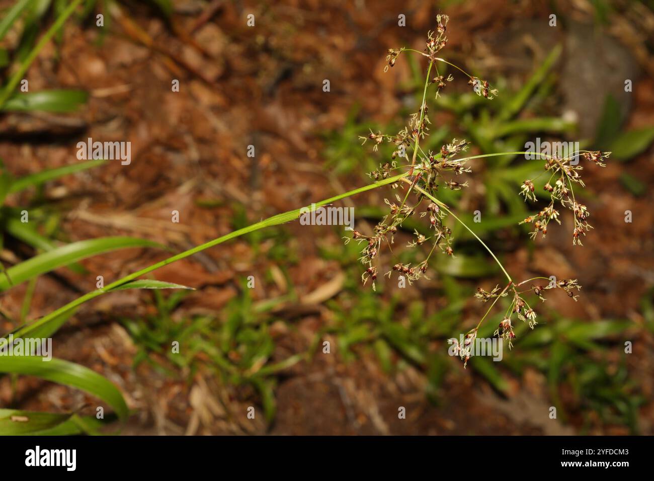 Great Woodrush (Luzula sylvatica Stock Photo - Alamy