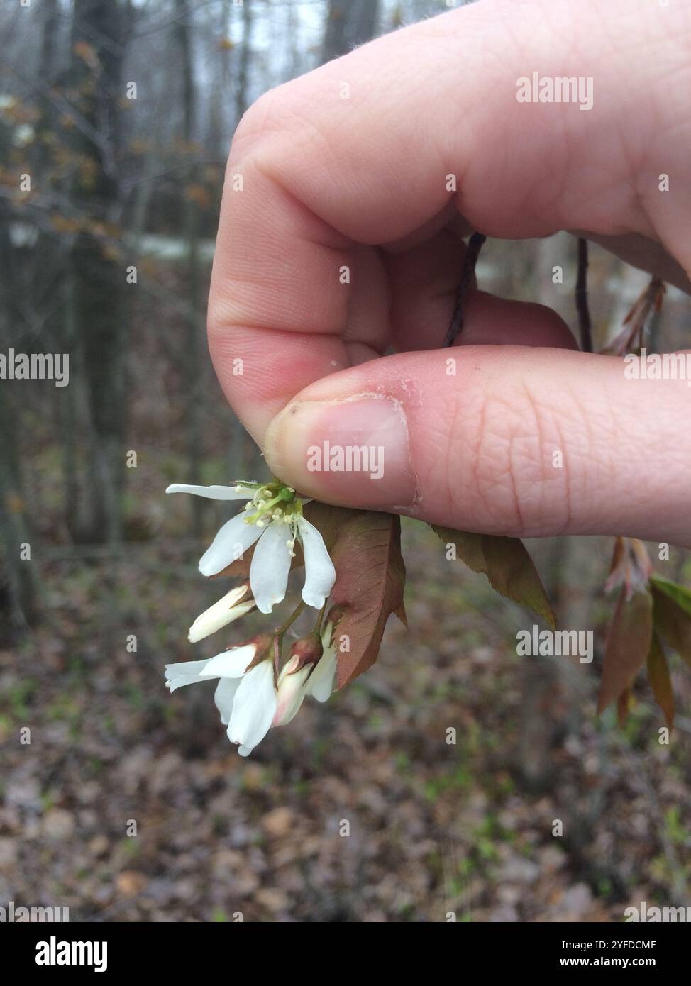 smooth shadbush (Amelanchier laevis Stock Photo - Alamy