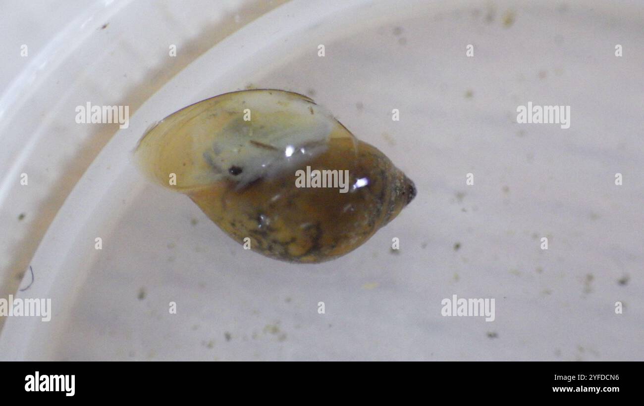 Bladder Snails (Physidae Stock Photo - Alamy