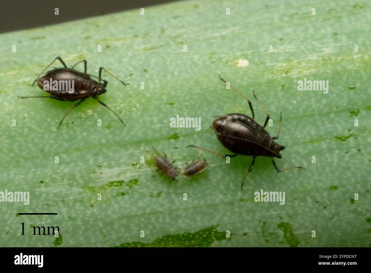 Onion Aphid (Neotoxoptera formosana Stock Photo - Alamy