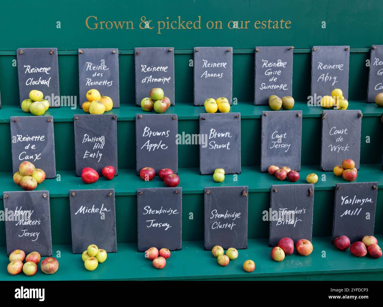 Display of many varieties of apple (Malus sylvestris), many used for ...