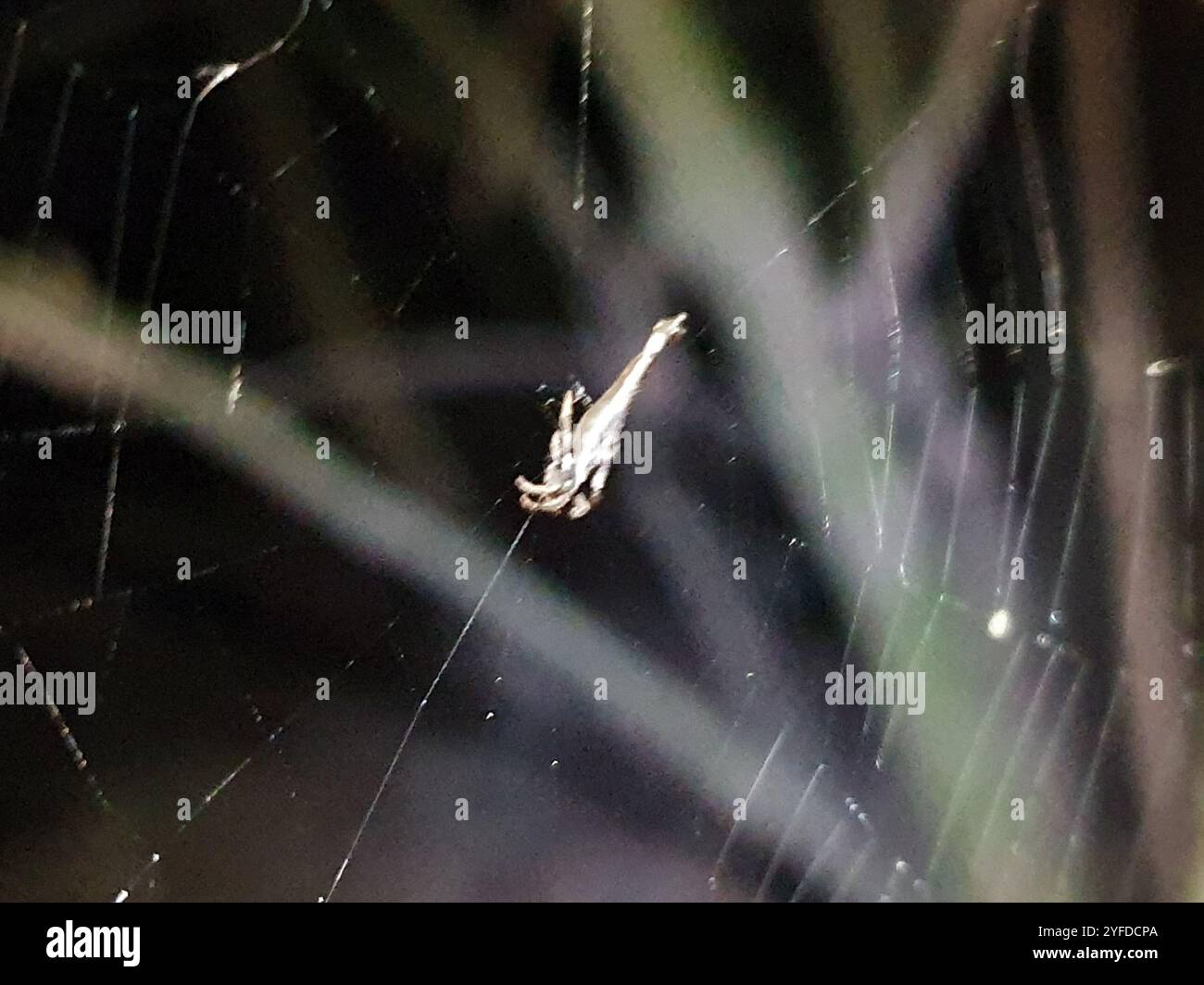Tailed forest spider (Arachnura feredayi Stock Photo - Alamy