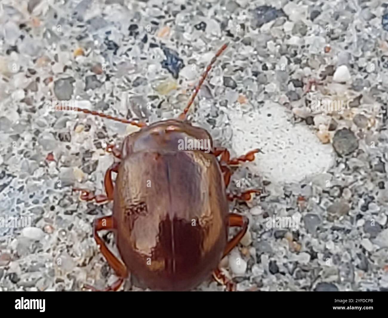 brown leaf beetle (Chrysolina staphylaea Stock Photo - Alamy