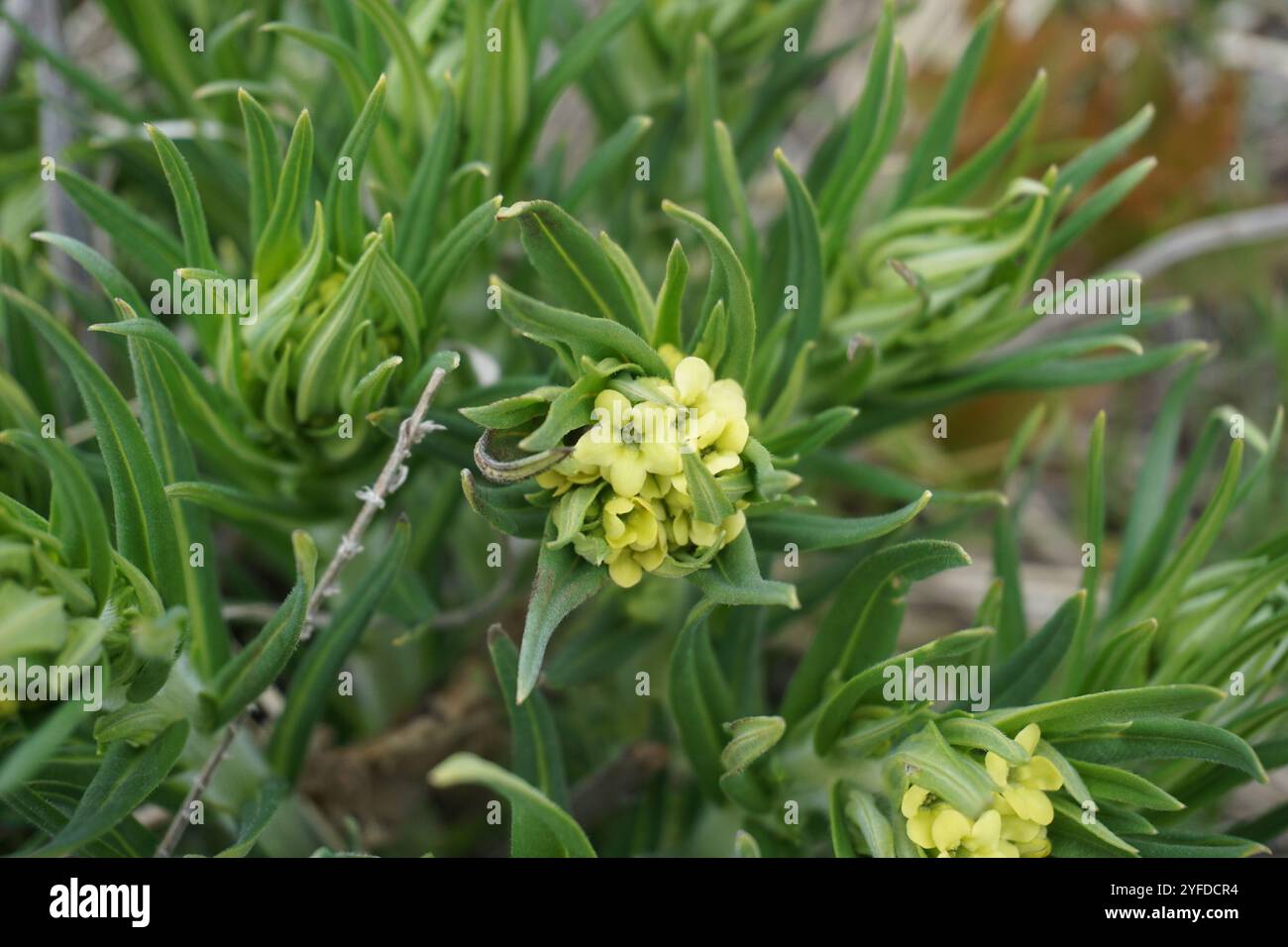 western stoneseed (Lithospermum ruderale Stock Photo - Alamy
