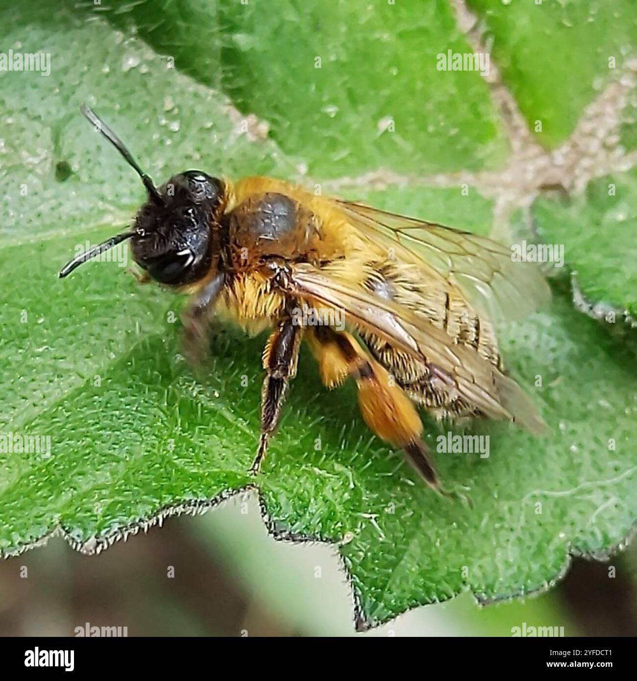 Buffish hi-res stock photography and images - Alamy