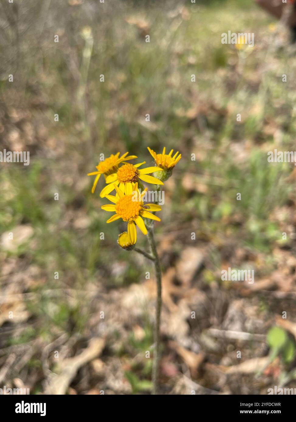 false tomentose balsam ragwort (Packera paupercula pseudotomentosa ...