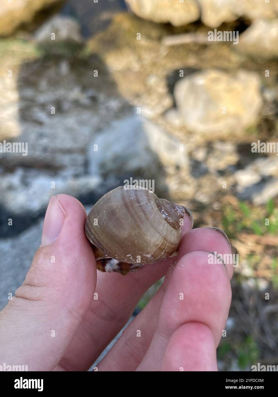 Common Apple Snails (Pomacea Stock Photo - Alamy