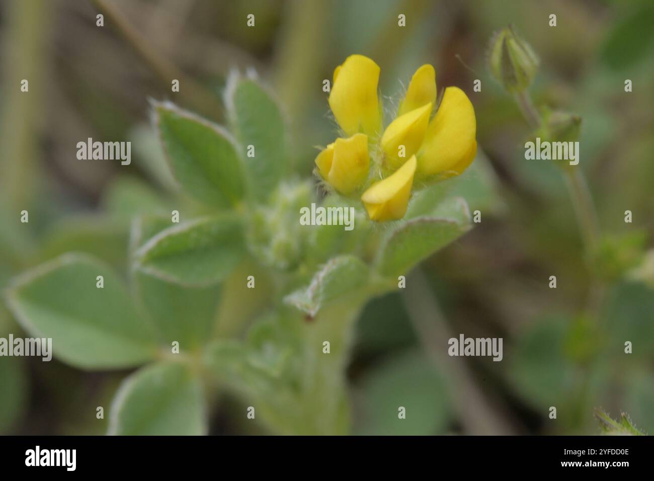 little bur-clover (Medicago minima Stock Photo - Alamy