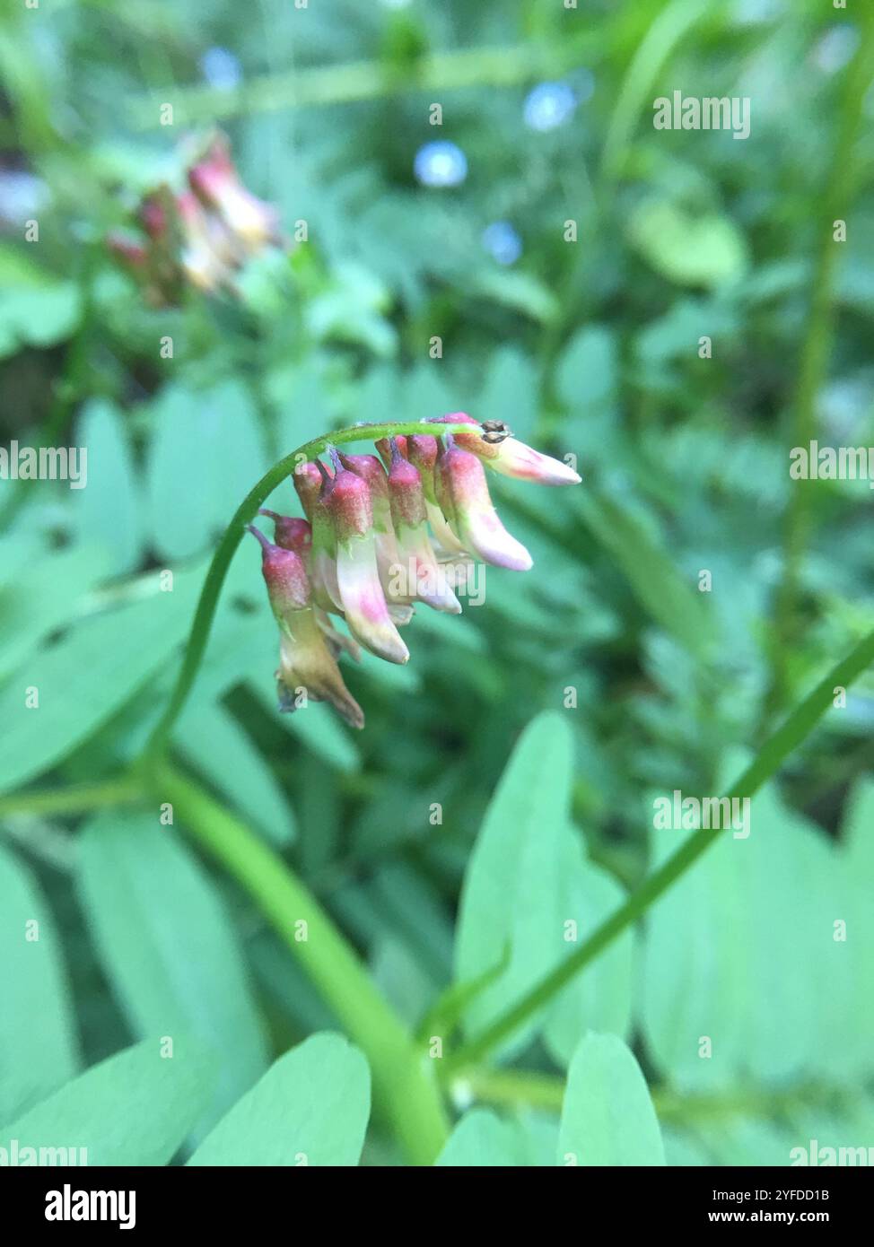 giant vetch (Vicia gigantea Stock Photo - Alamy