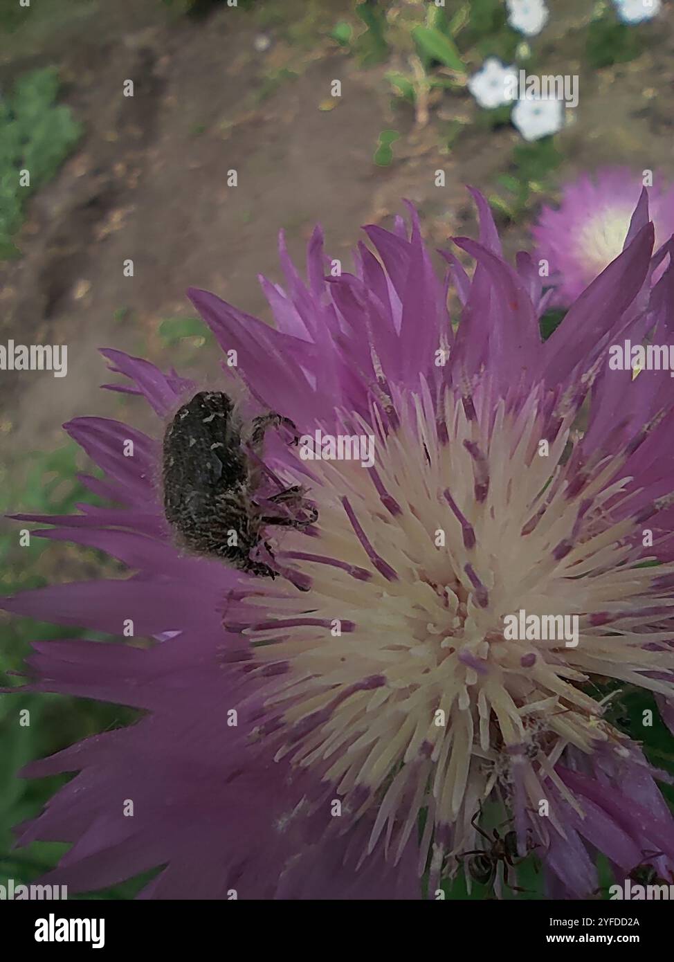 Apple Blossom Beetle (Tropinota hirta Stock Photo - Alamy