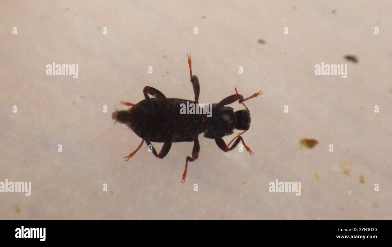 Riffle Beetles (Elmidae Stock Photo - Alamy