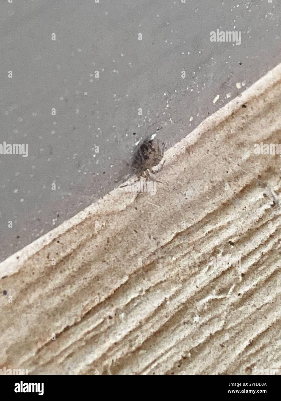 Wall Spiders (Oecobius Stock Photo - Alamy