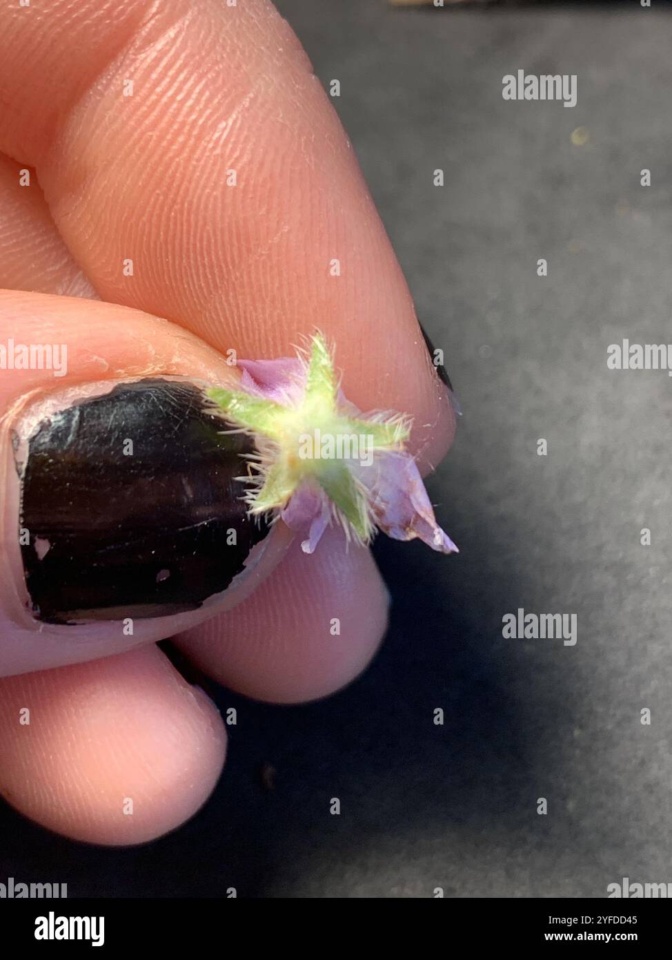 western waterleaf (Hydrophyllum occidentale Stock Photo - Alamy