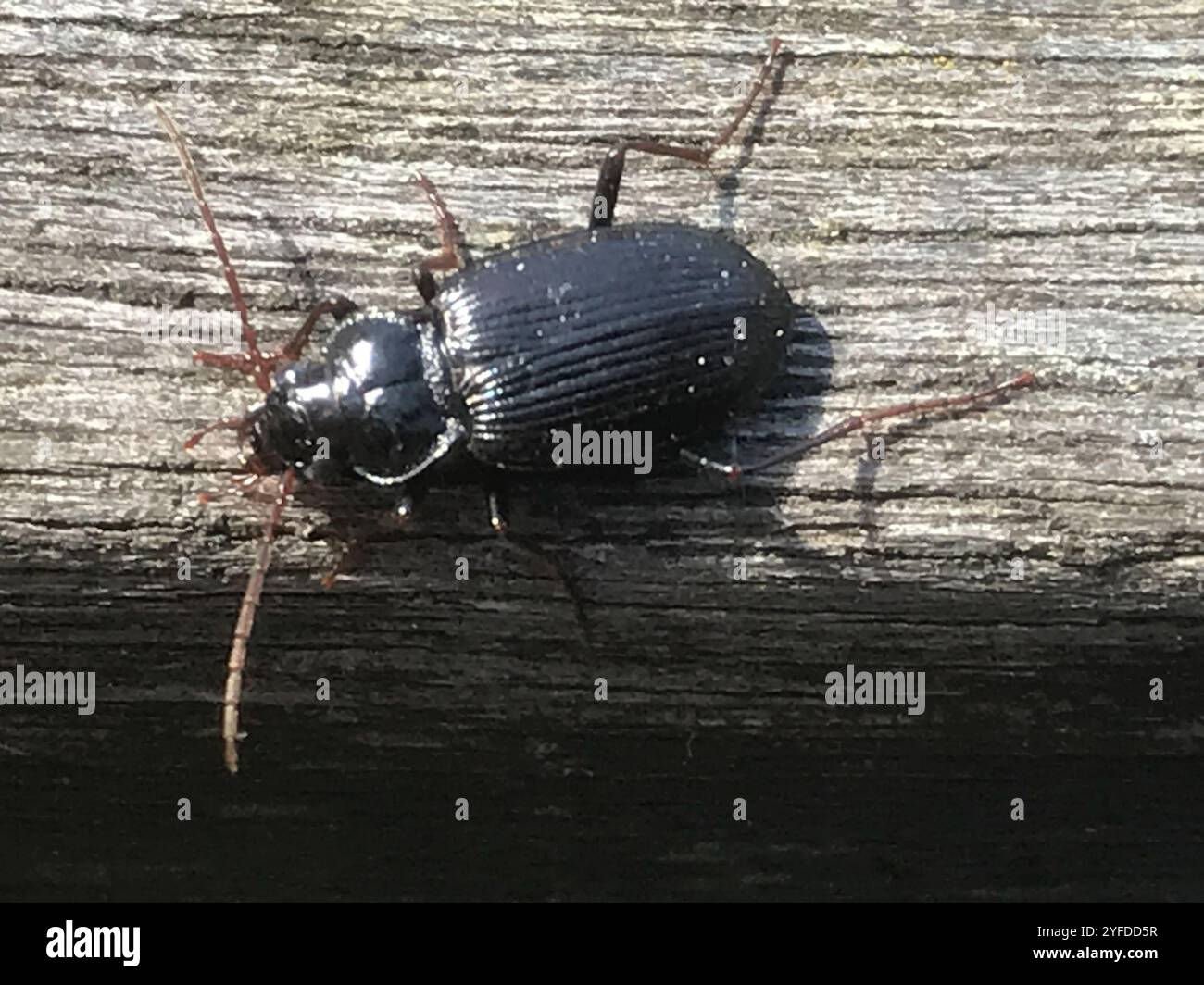 European Gazelle Beetle (Nebria brevicollis Stock Photo - Alamy