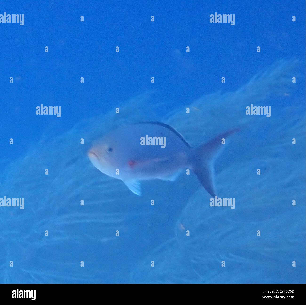 Atlantic Creolefish (Paranthias furcifer Stock Photo - Alamy