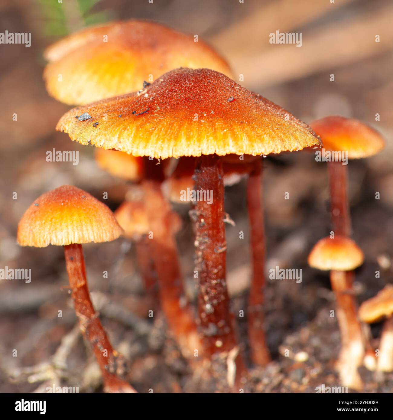 Spectacular Rustgill (Gymnopilus junonius) growing in leaf-covered soil ...