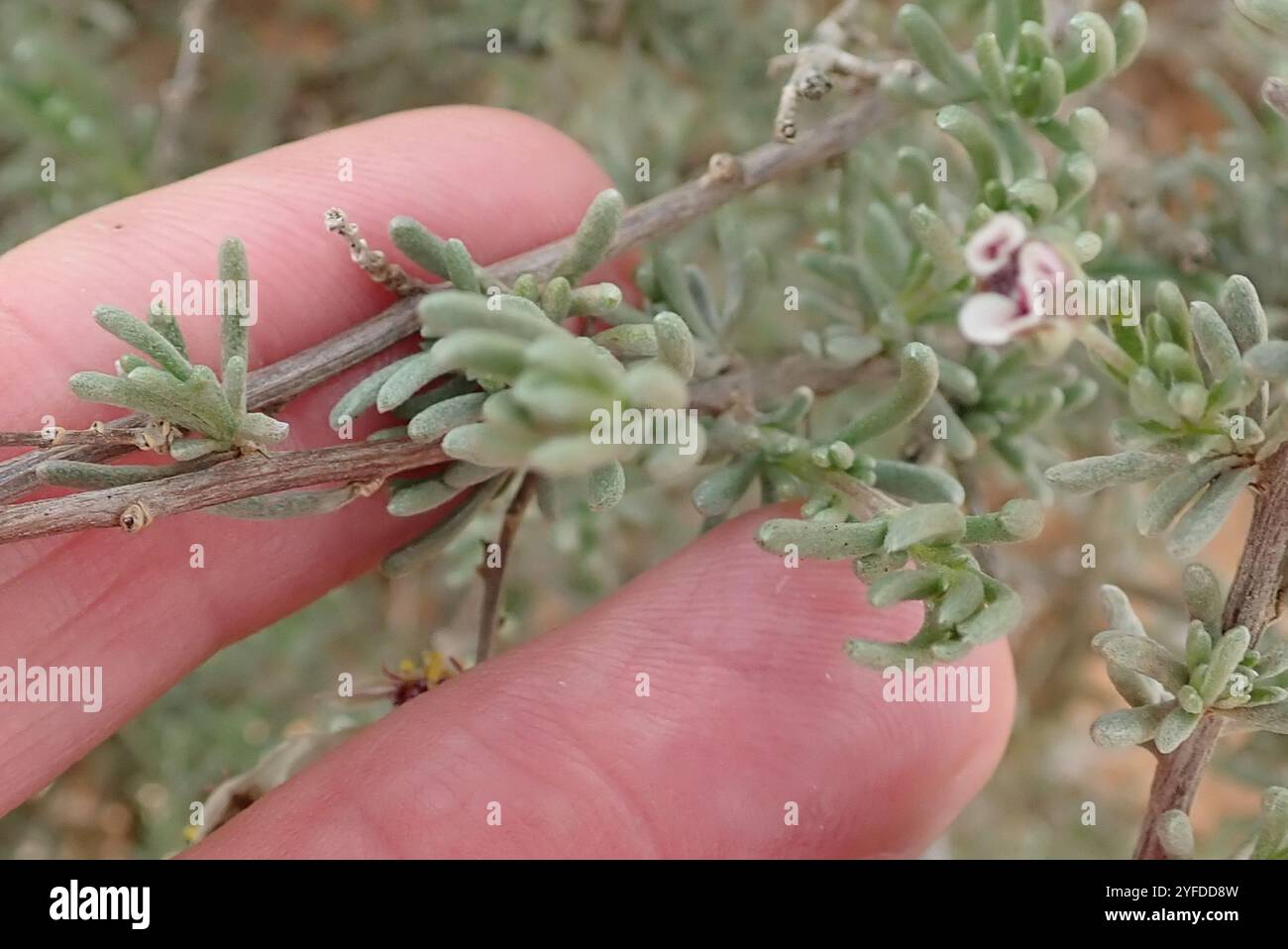 Cape Snow Bush (Eriocephalus africanus Stock Photo - Alamy