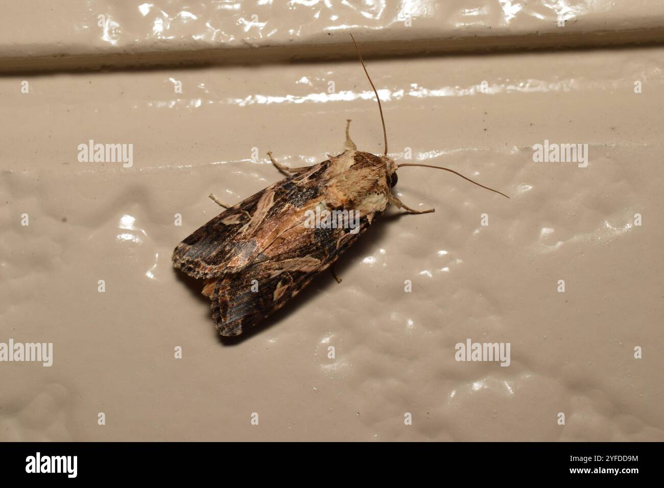 Oriental leafworm moth (Spodoptera litura Stock Photo - Alamy