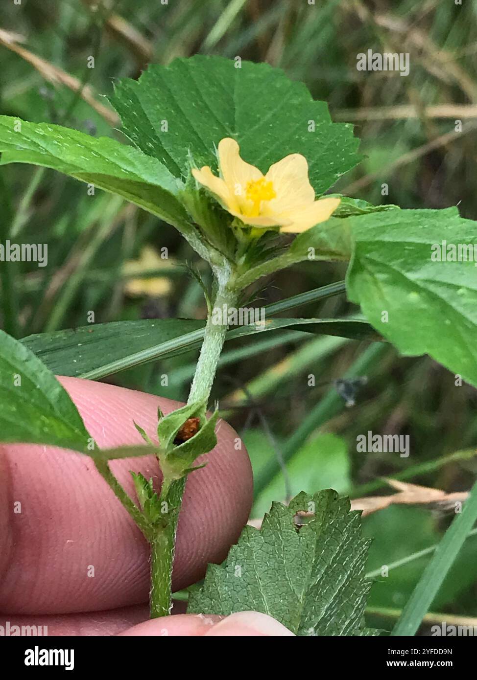 three-lobe false mallow (Malvastrum coromandelianum Stock Photo - Alamy