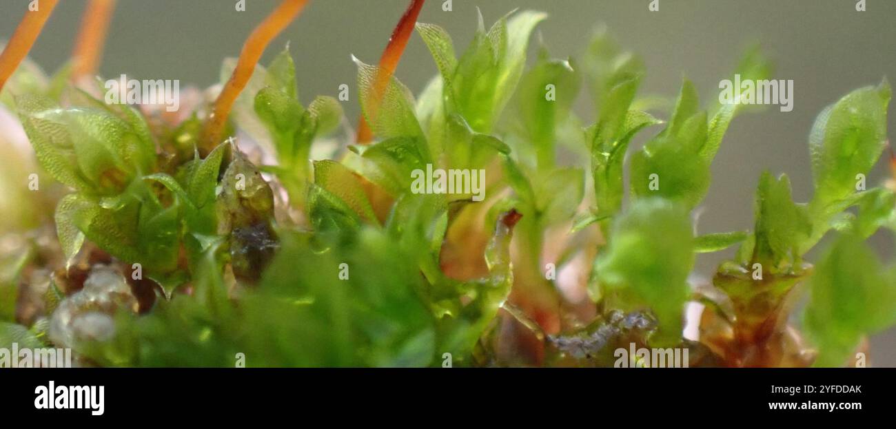 Austral Poop Moss (Tayloria octoblepharum Stock Photo - Alamy