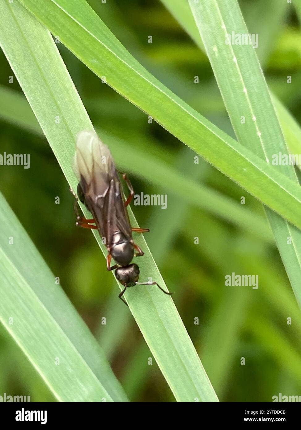 rufa-group Wood Ants (Formica rufa Stock Photo - Alamy