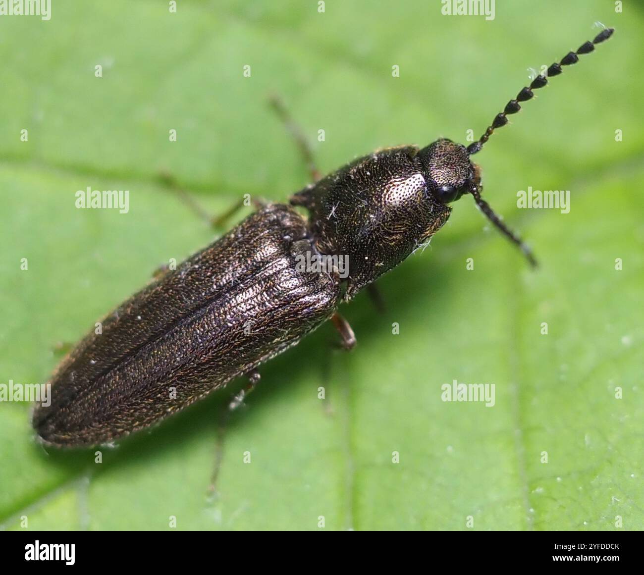 Oak Click Beetle (Limonius quercinus Stock Photo - Alamy