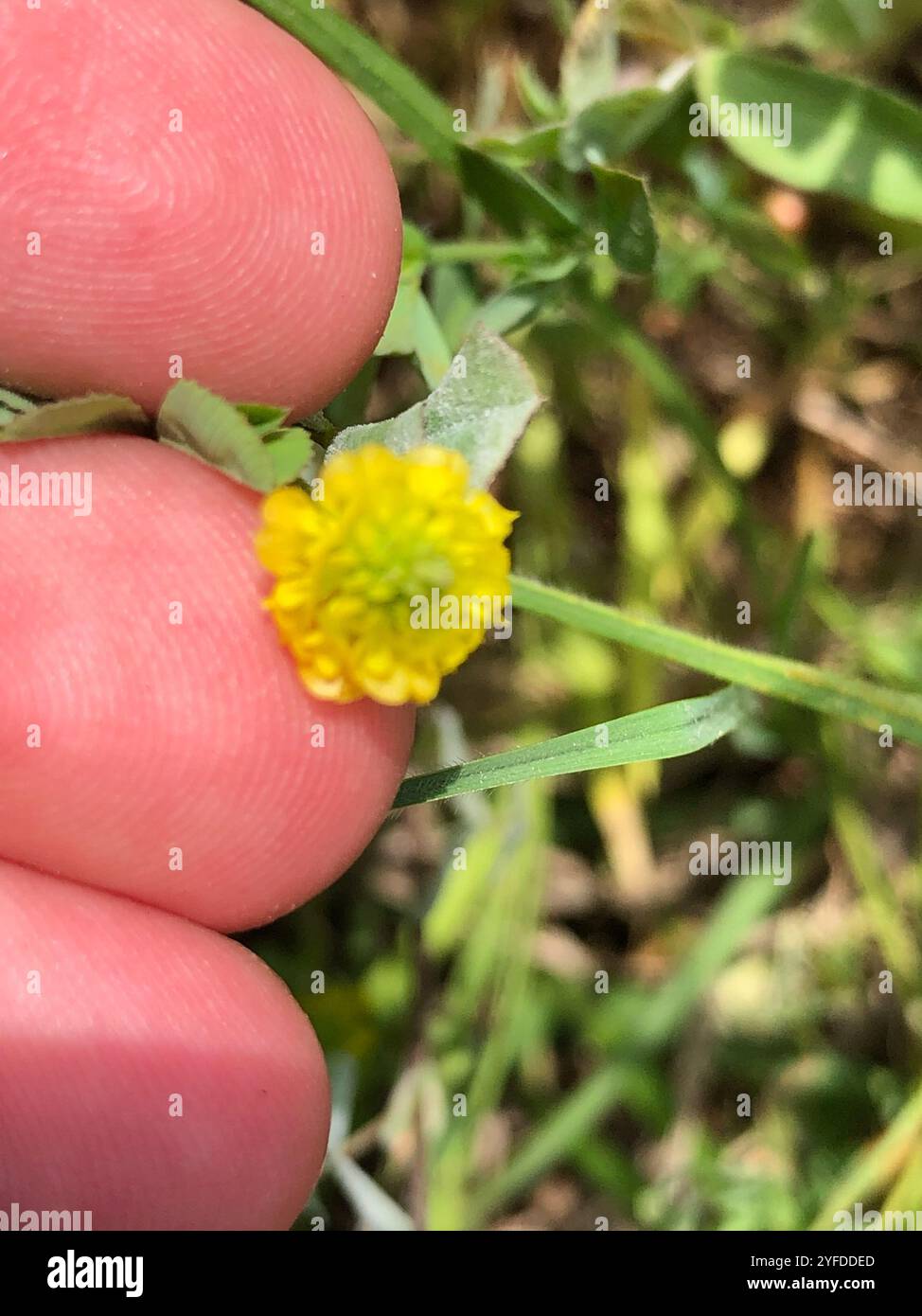 hop trefoil (Trifolium campestre Stock Photo - Alamy