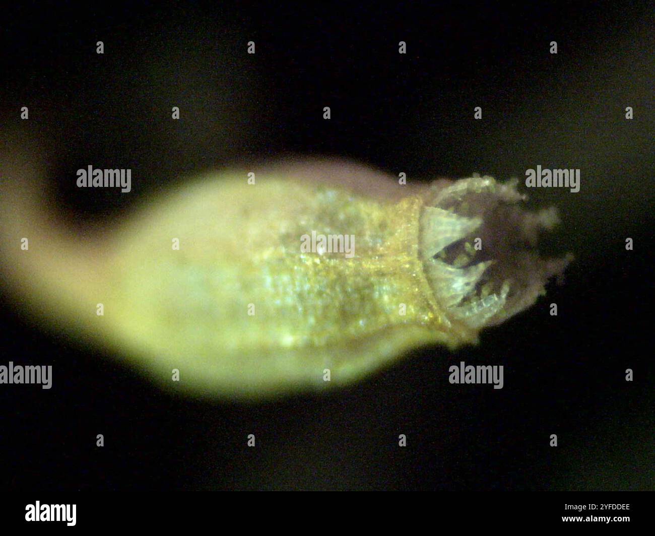 Starry Bristle Moss (Orthotrichum stellatum Stock Photo - Alamy