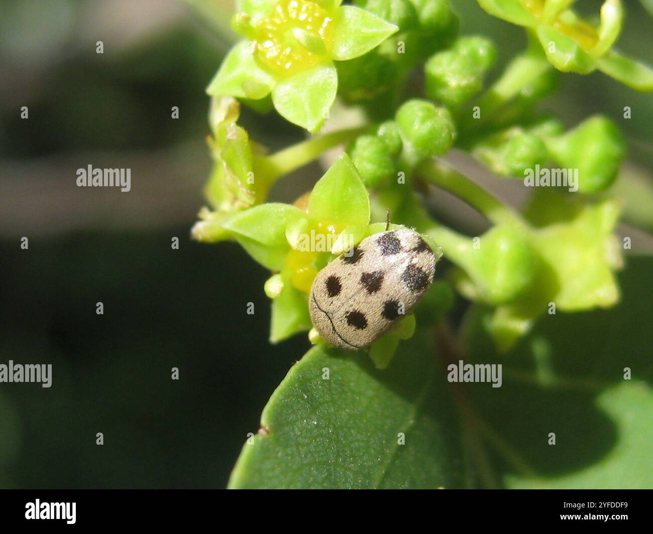 buffalo-thorn (Ziziphus mucronata Stock Photo - Alamy