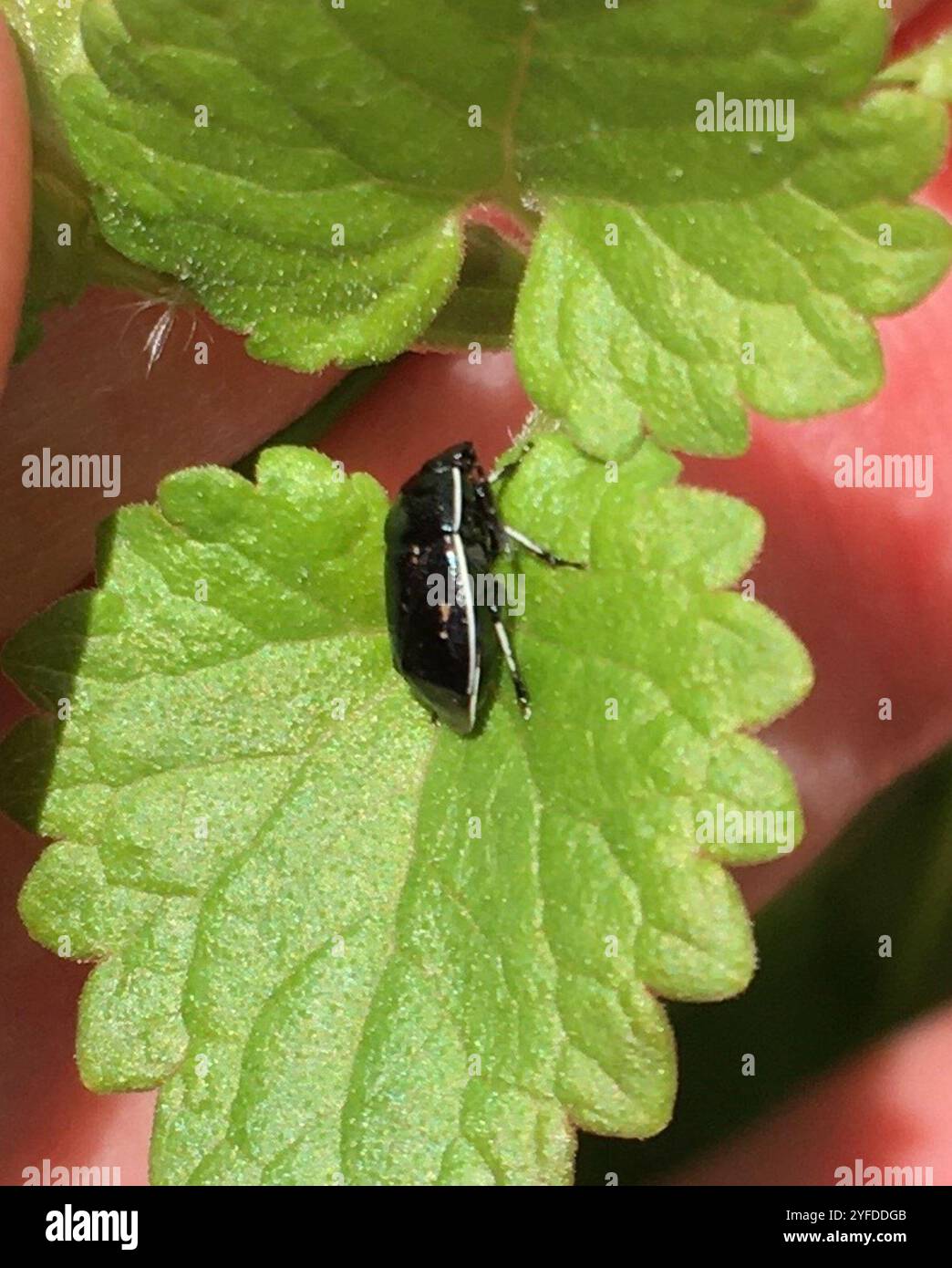 White-margined Burrower Bug (Sehirus cinctus Stock Photo - Alamy