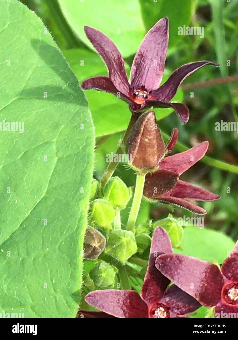 Carolina climbing-milkweed (Matelea carolinensis Stock Photo - Alamy