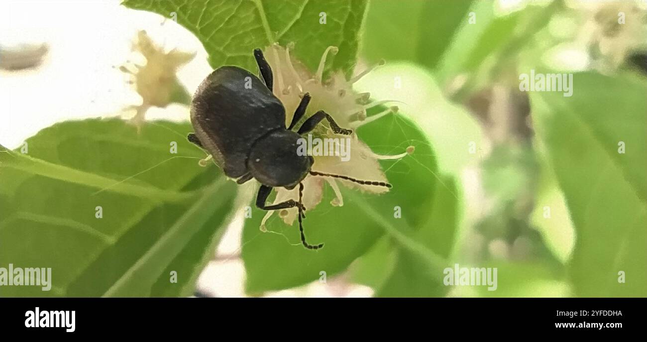 Western Grape Rootworm (Bromius obscurus Stock Photo - Alamy