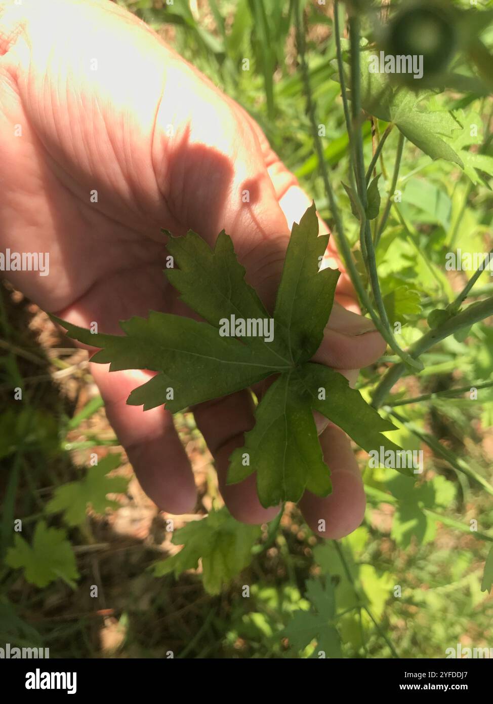 tall poppymallow (Callirhoe leiocarpa Stock Photo - Alamy