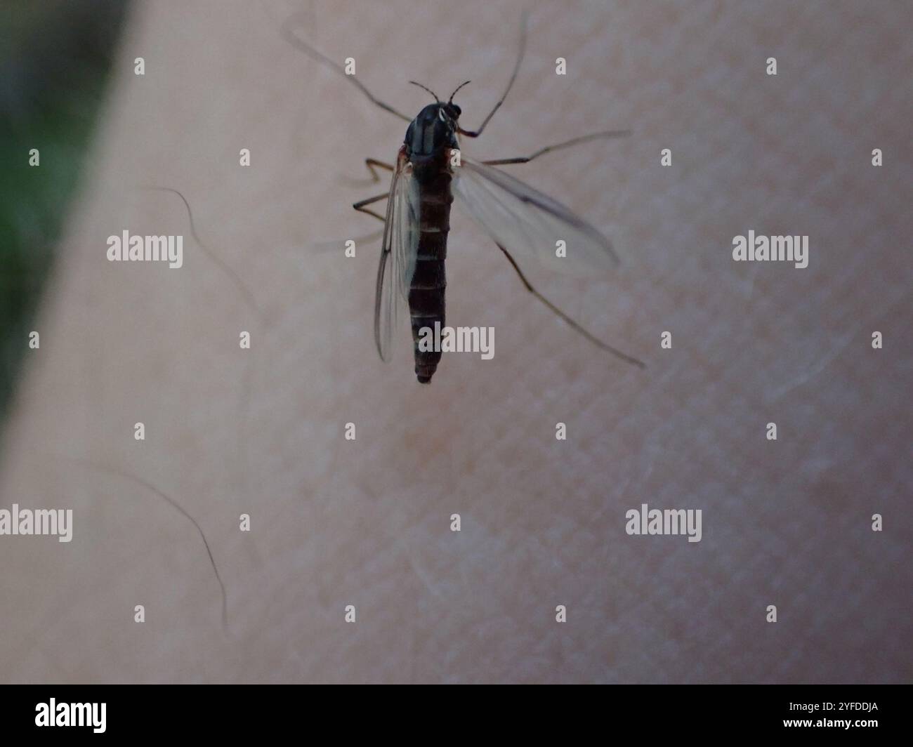 Non-biting Midges (Chironomidae Stock Photo - Alamy