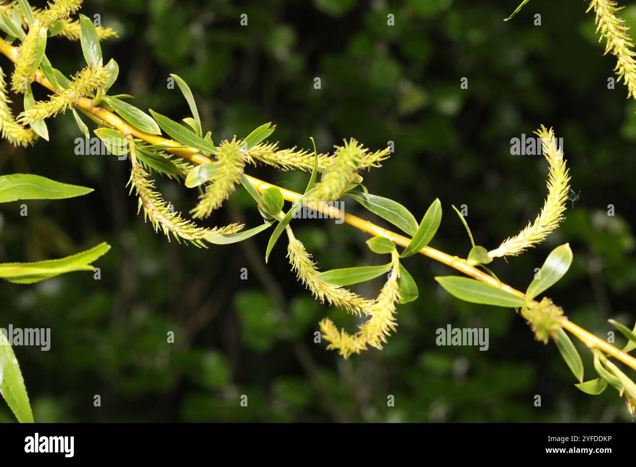 hybrid crack willow (Salix × fragilis Stock Photo - Alamy