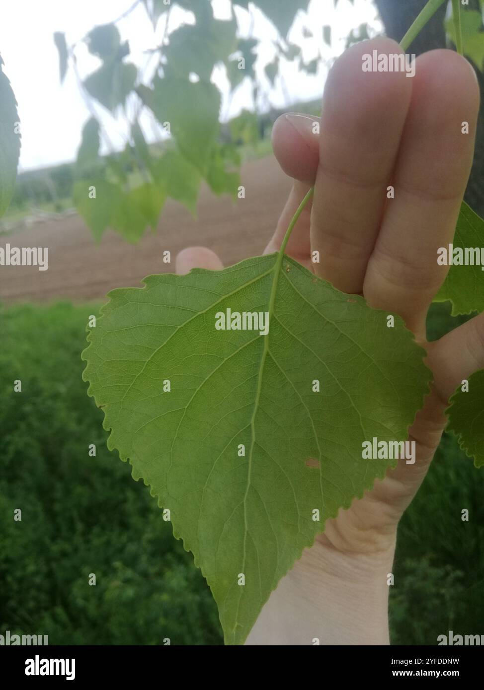 Hybrid Black-poplar (Populus × canadensis Stock Photo - Alamy