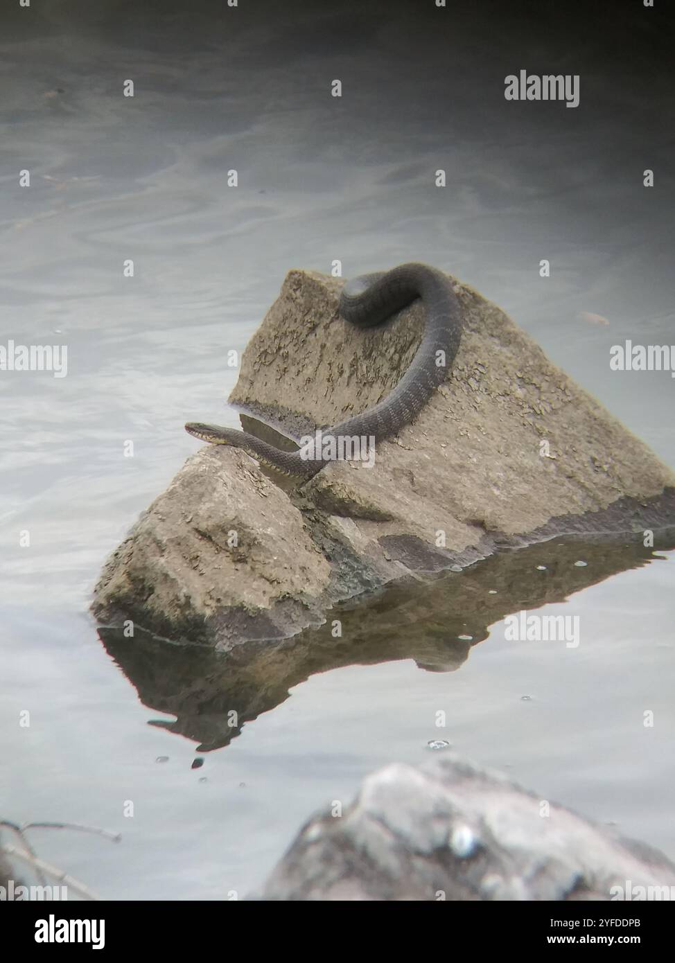 Common Watersnake (Nerodia sipedon Stock Photo - Alamy