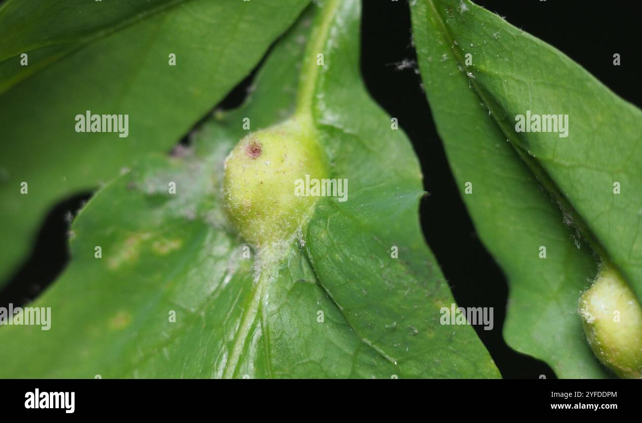 Oak Petiole Gall Wasp (Andricus quercuspetiolicola Stock Photo - Alamy