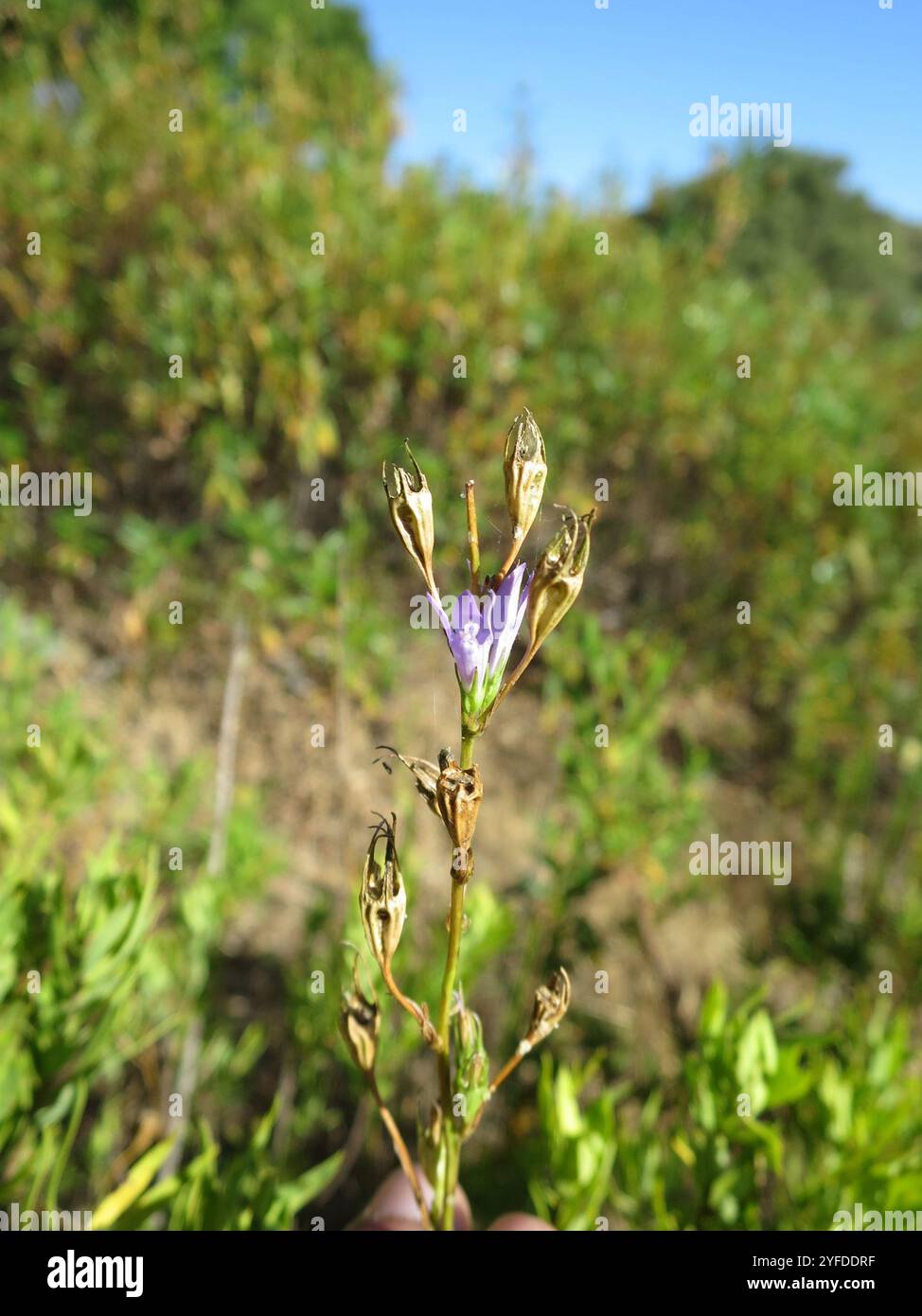Rampion campanula rapunculus hi-res stock photography and images - Alamy
