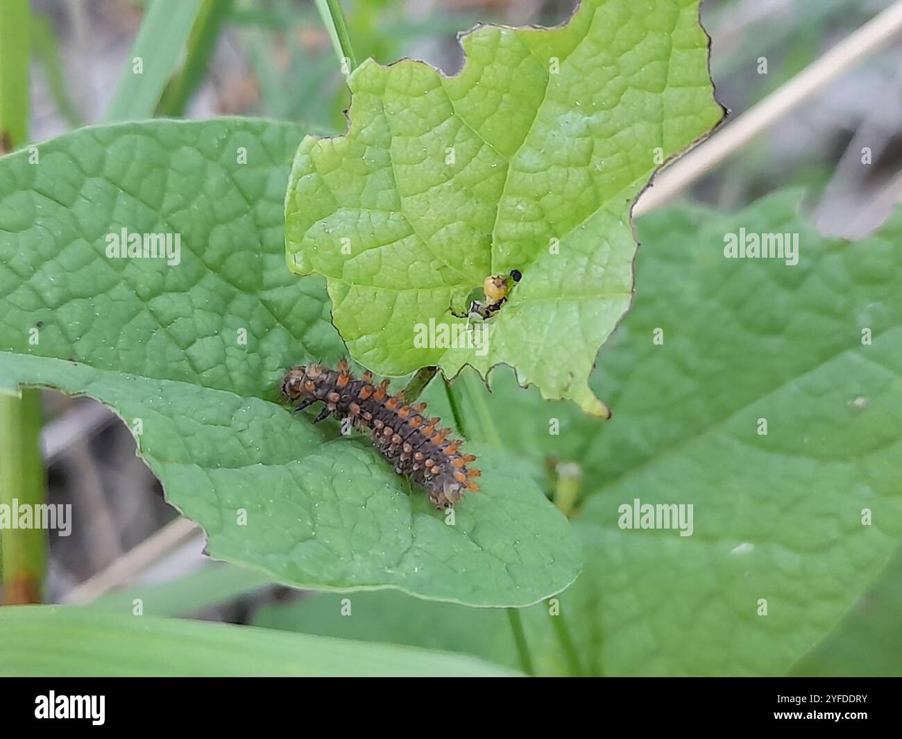 Southern Festoon (Zerynthia polyxena Stock Photo - Alamy